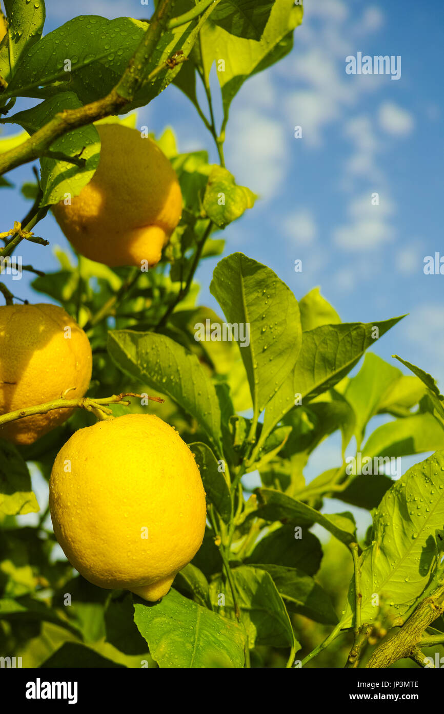 Lemon plantations hi-res stock photography and images - Alamy