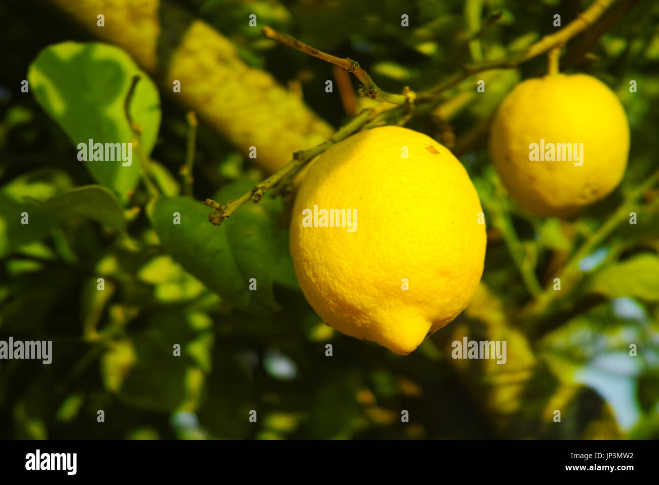 Ripe yellow Sicilian lemons on lemon trees, lemon plantations, ready to ...