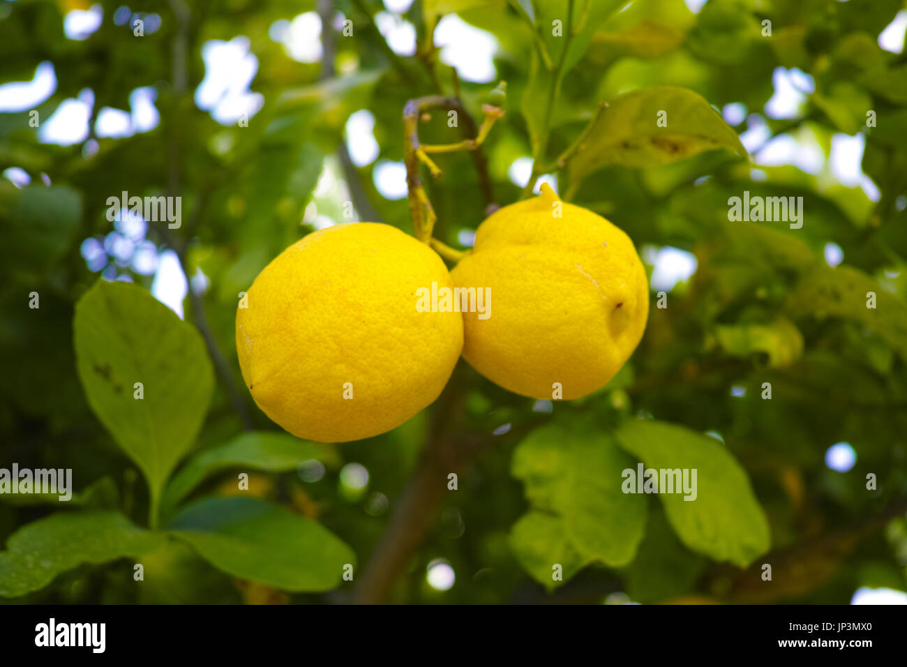 Ripe yellow Sicilian lemons on lemon trees, lemon plantations, ready to ...