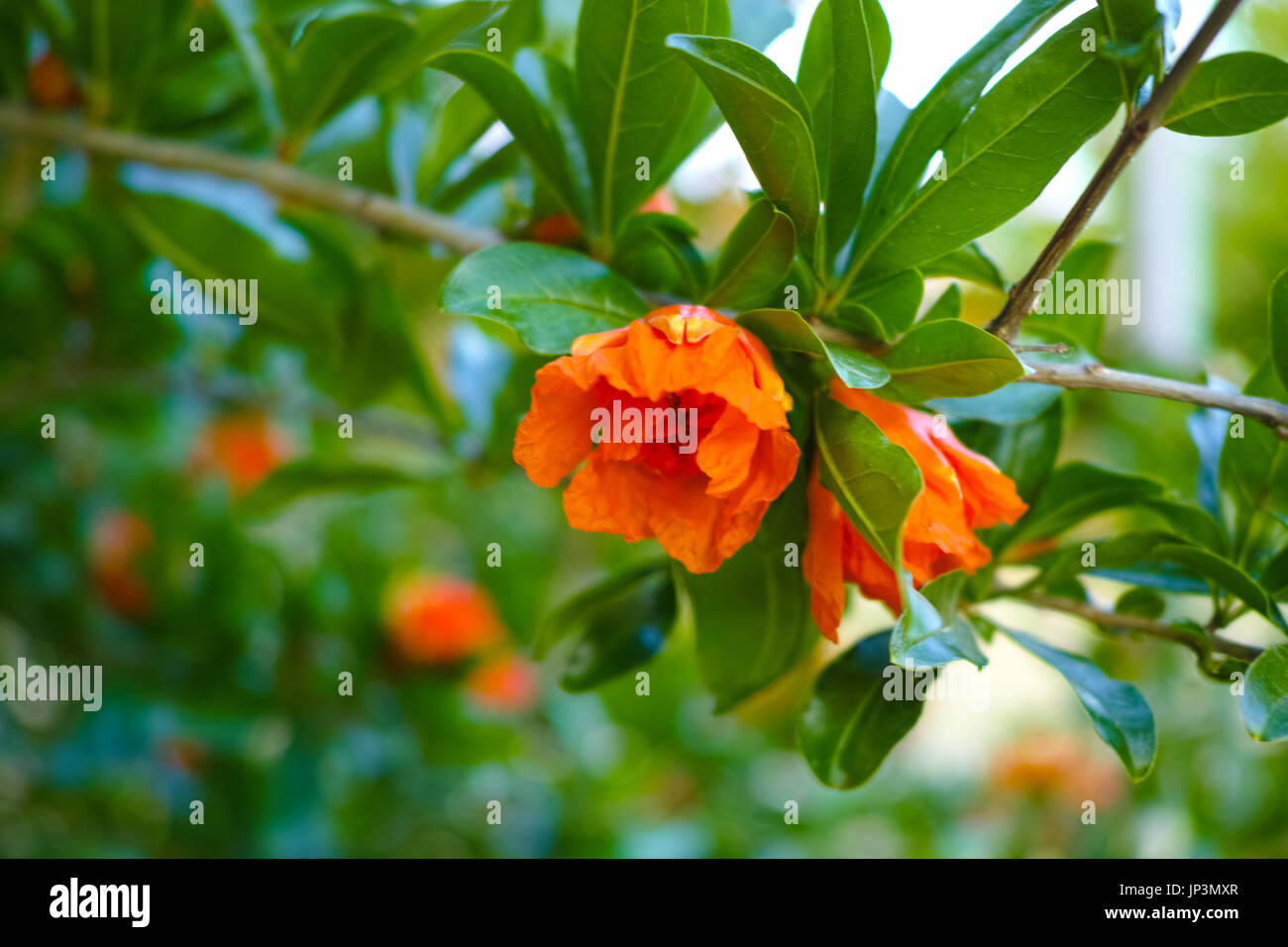 branch of a red flowering pomegranate tree Stock Photo - Alamy