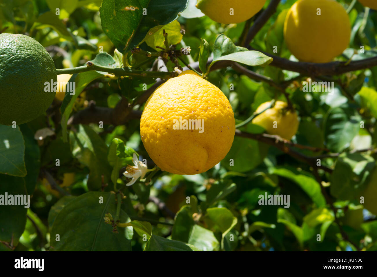 Ripe yellow Sicilian lemons on lemon trees, lemon plantations, ready to ...