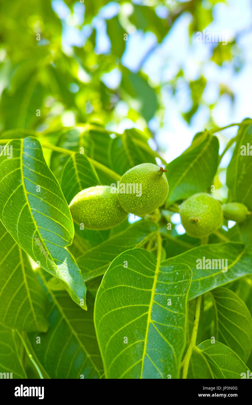 Walnut Tree Grow waiting to be harvested, Sicily, Italy Stock Photo - Alamy