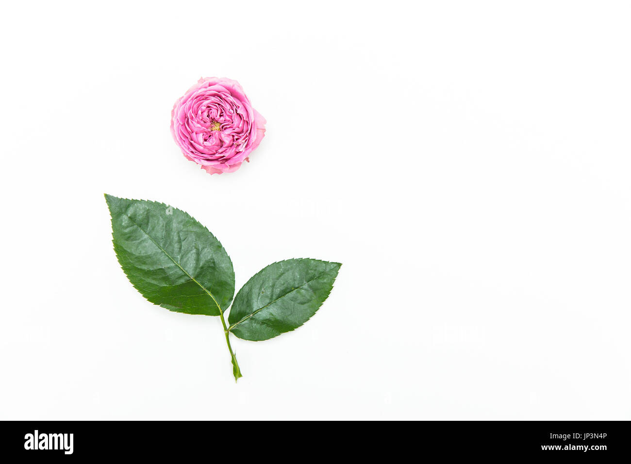 Top view of beautiful pink blooming rose flower with green leaves ...