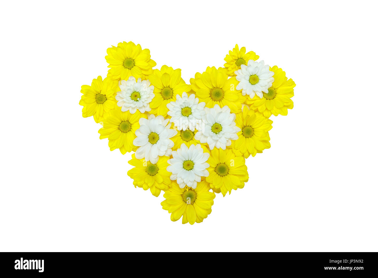 Top view of beautiful yellow and white chrysanthemum flowers in heart ...