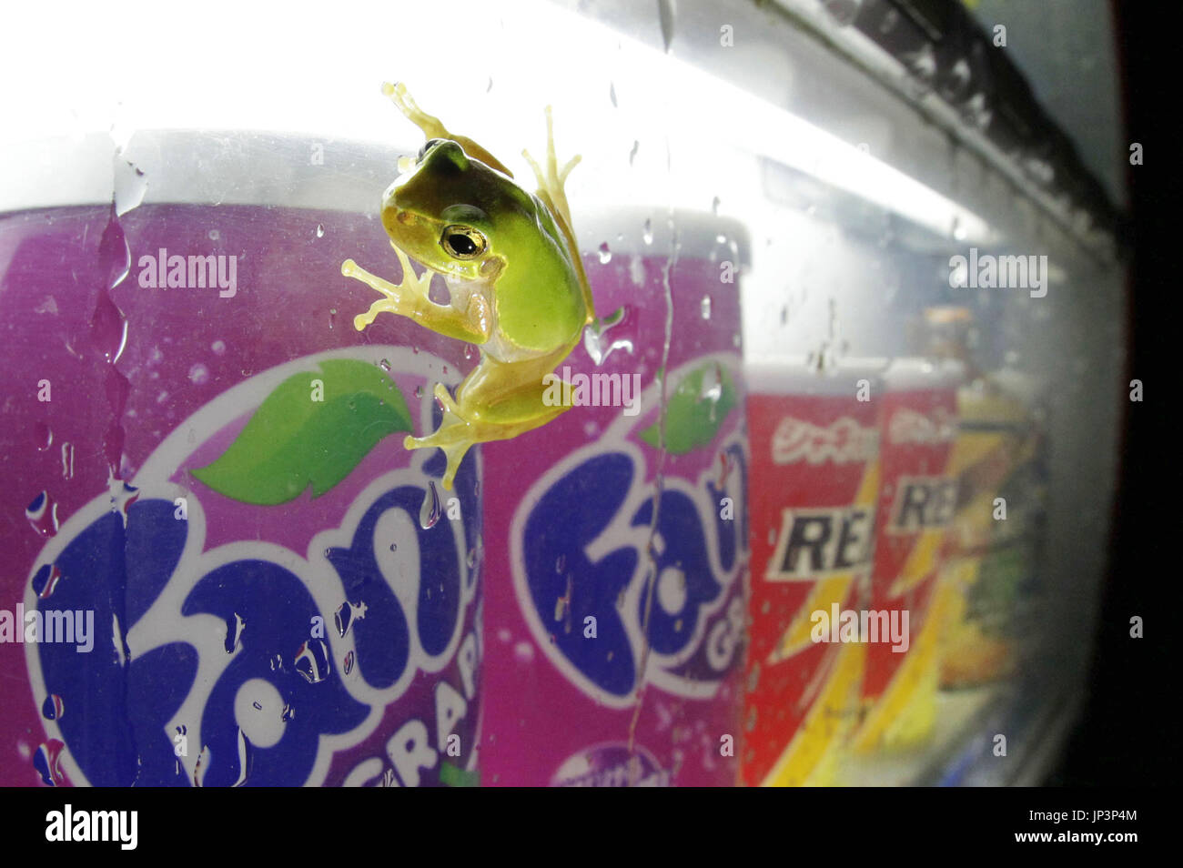 OSAKA, Japan - A tree frog is seen waiting to catch bugs attracted to ...