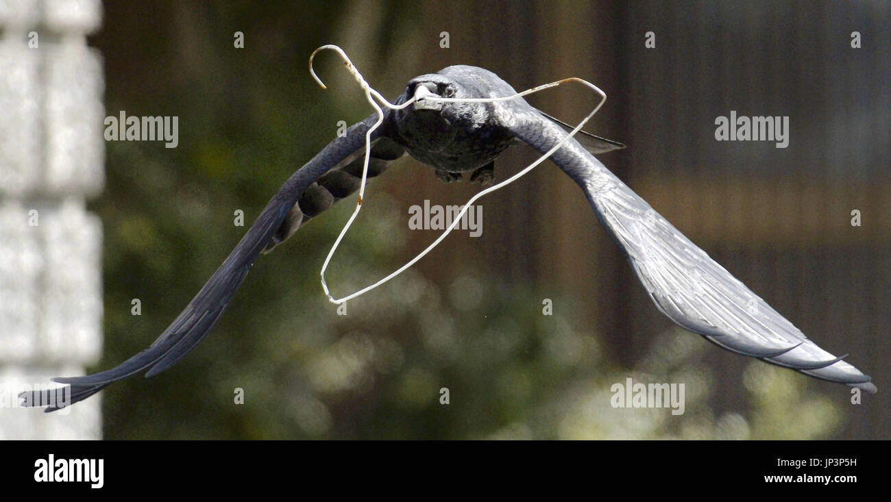OSAKA, Japan - A crow flies with a wire coat hanger in its mouth to ...