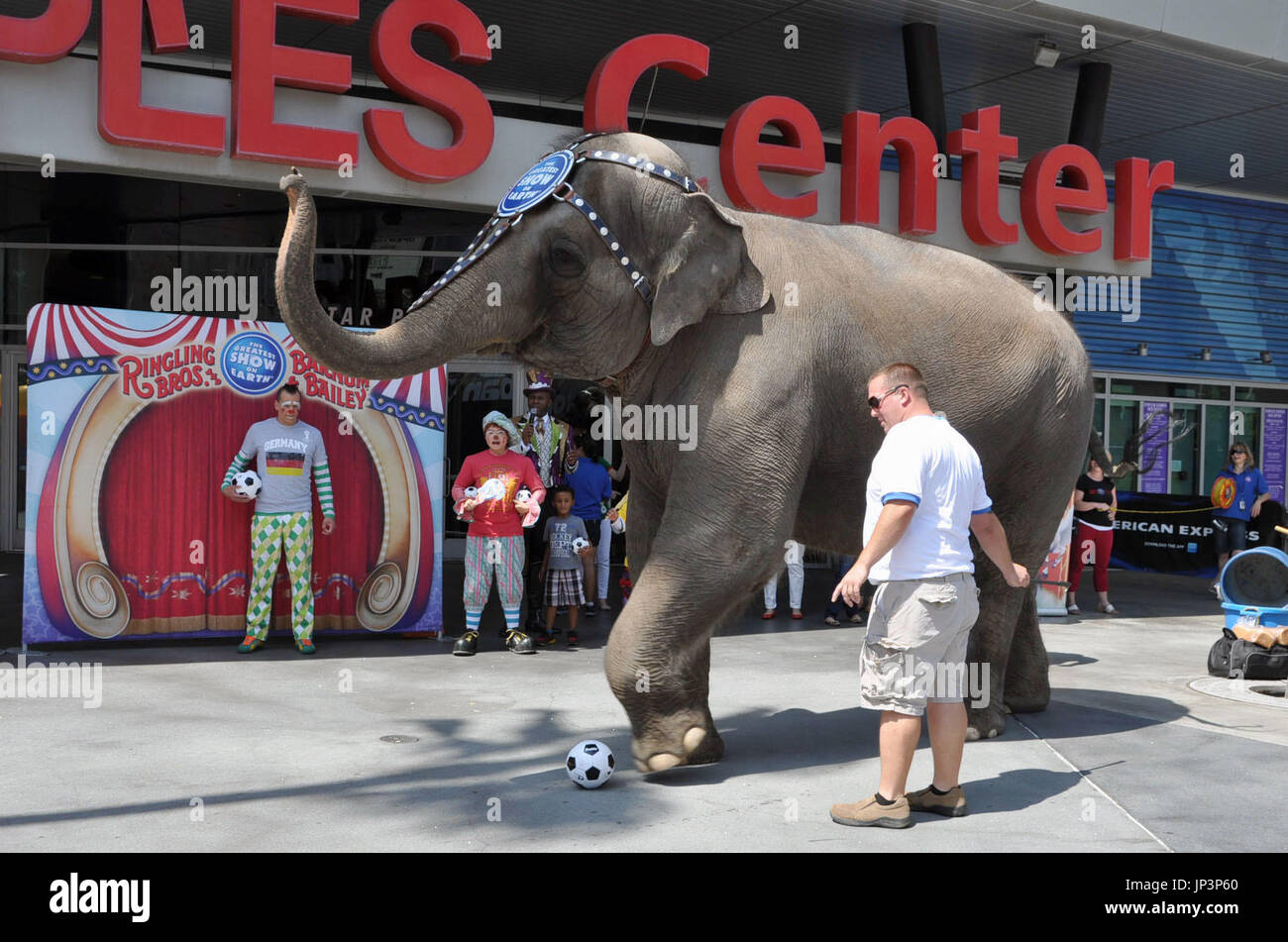 LOS ANGELES, United States - A female elephant kicks a soccer ball ...