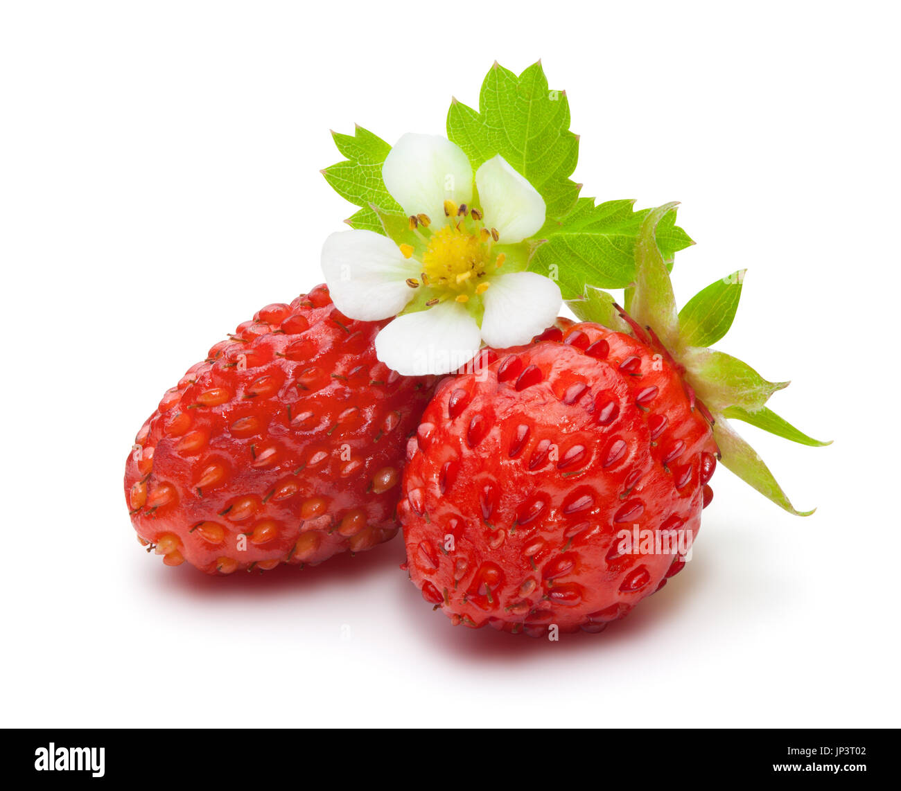 Wild strawberries hi-res stock photography and images - Alamy