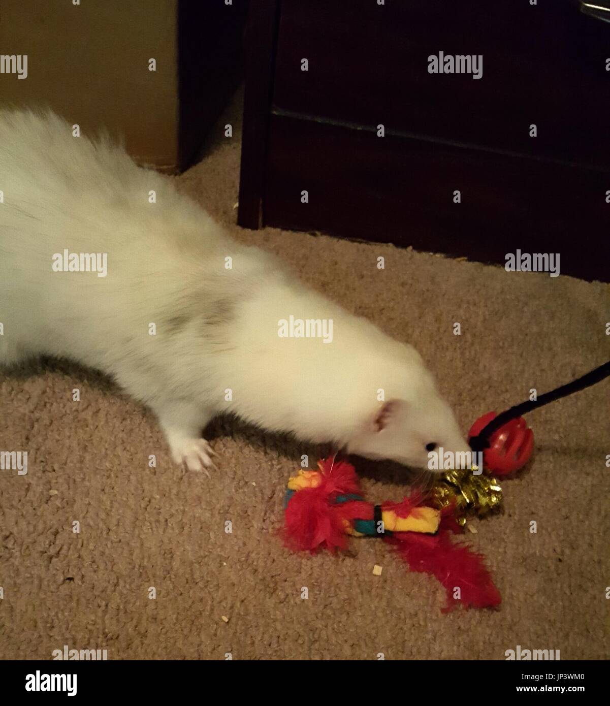 Dog Cat Mouse High Resolution Stock Photography and Images - Alamy