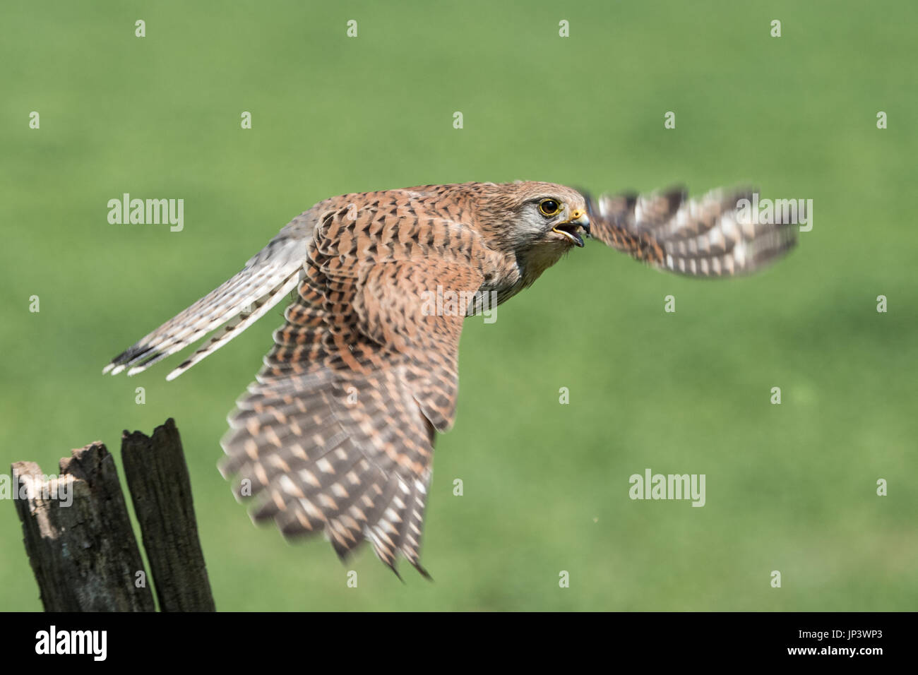 Kestrel takes Flight Stock Photo - Alamy