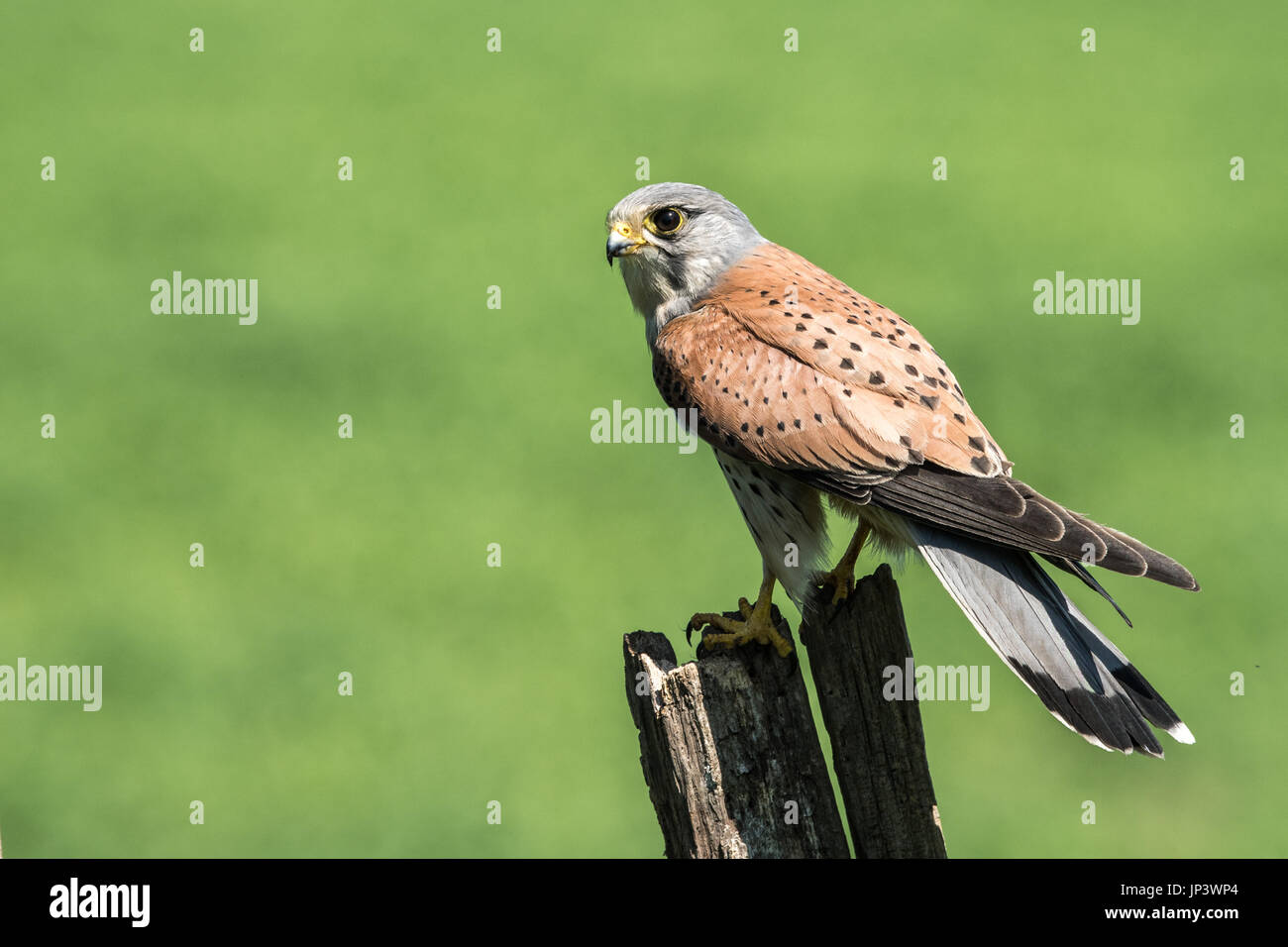 Bird of prey mantling hi-res stock photography and images - Alamy