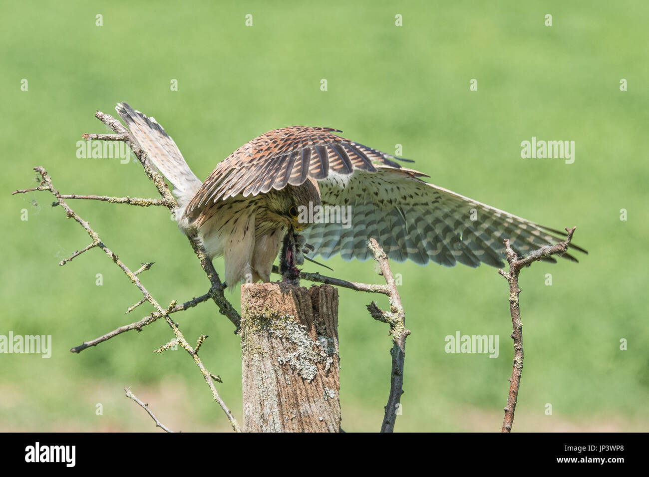 Mantling Kestrel with prey Stock Photo - Alamy