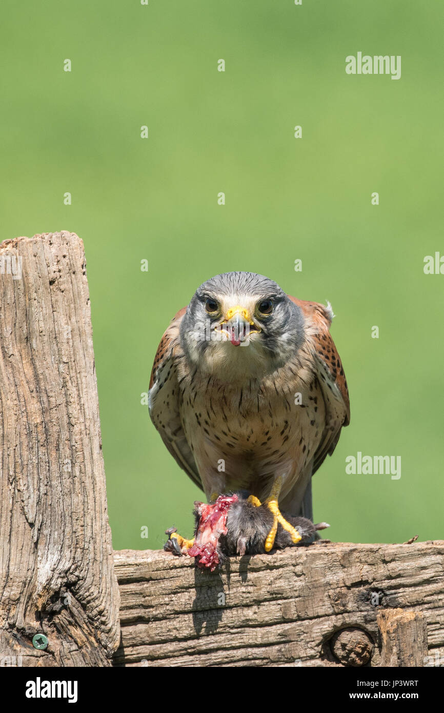 Kestrel with prey staring out the photographer Stock Photo - Alamy