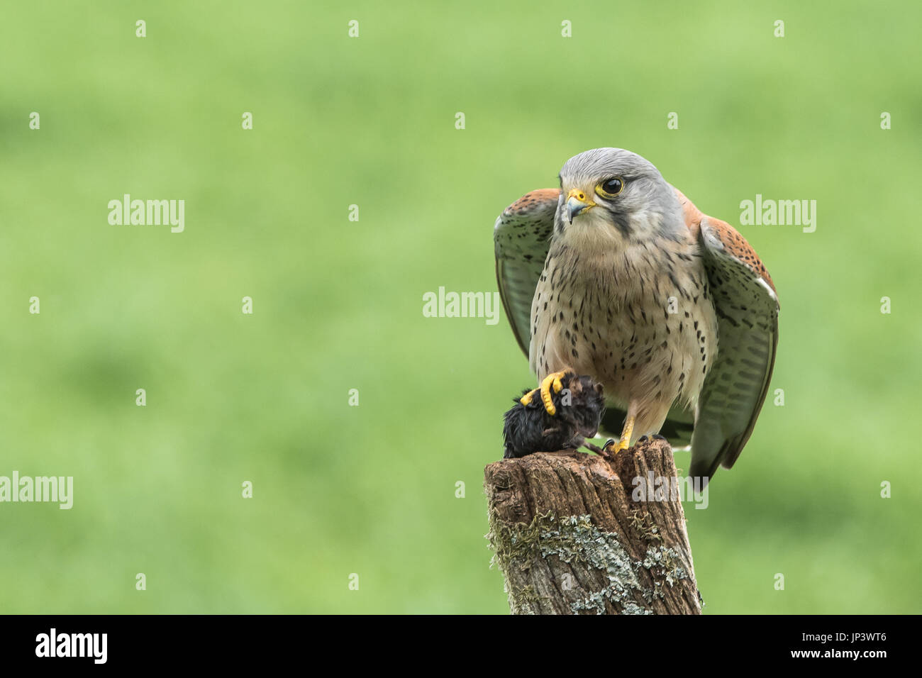 Bird of prey mantling hi-res stock photography and images - Alamy