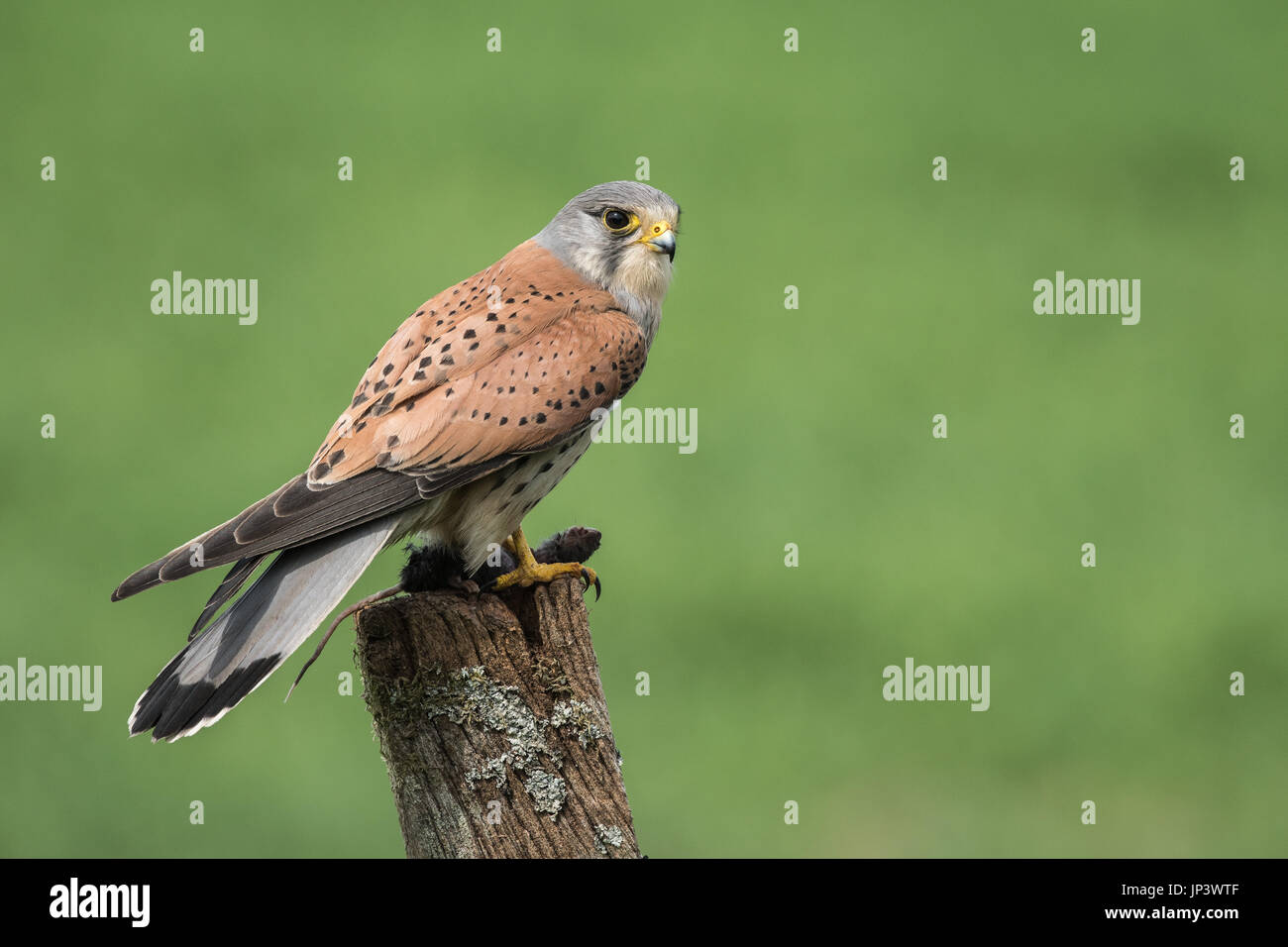 Kestrel with mouse hi-res stock photography and images - Alamy