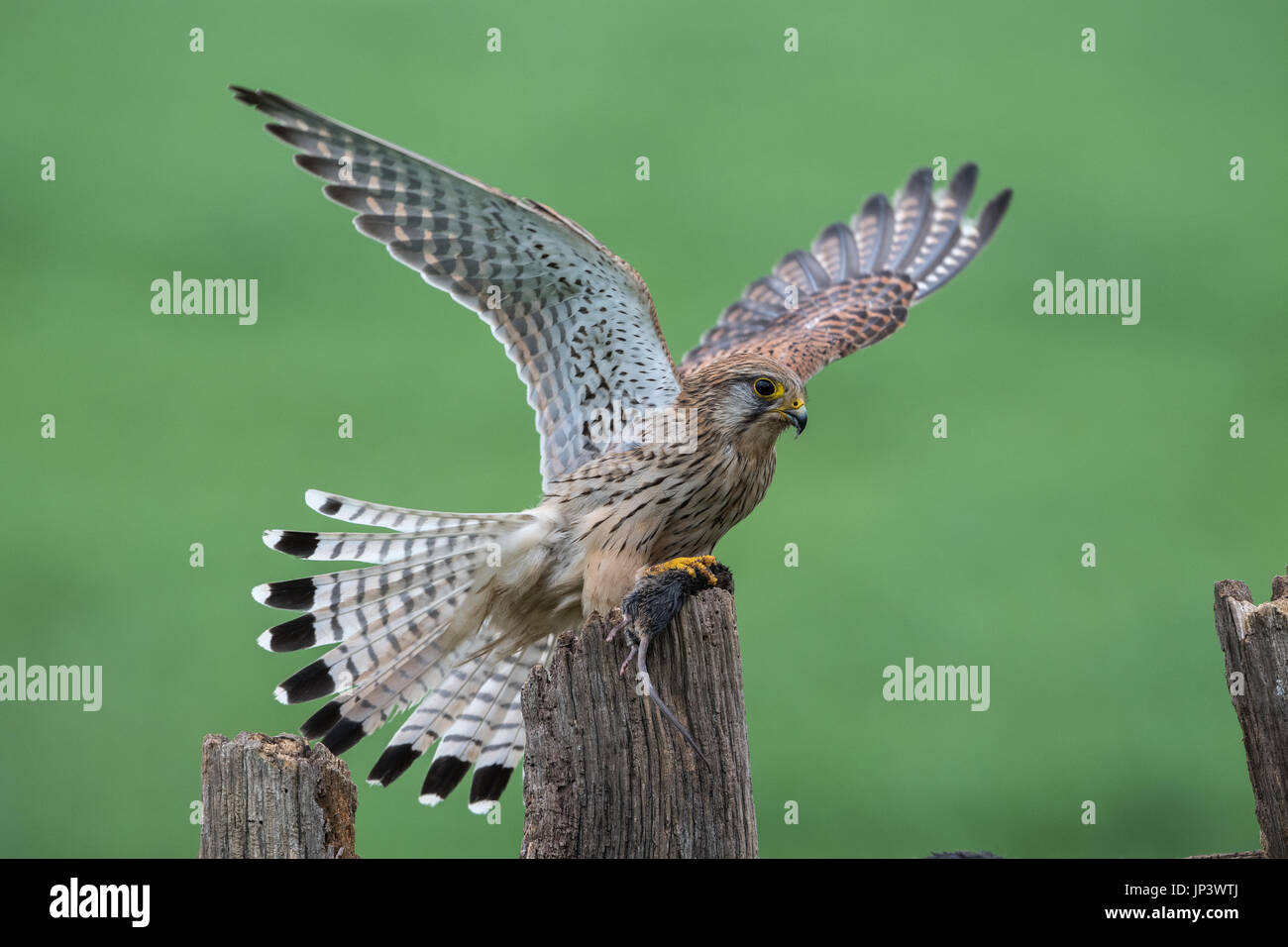 Mantling kestrel hi-res stock photography and images - Alamy