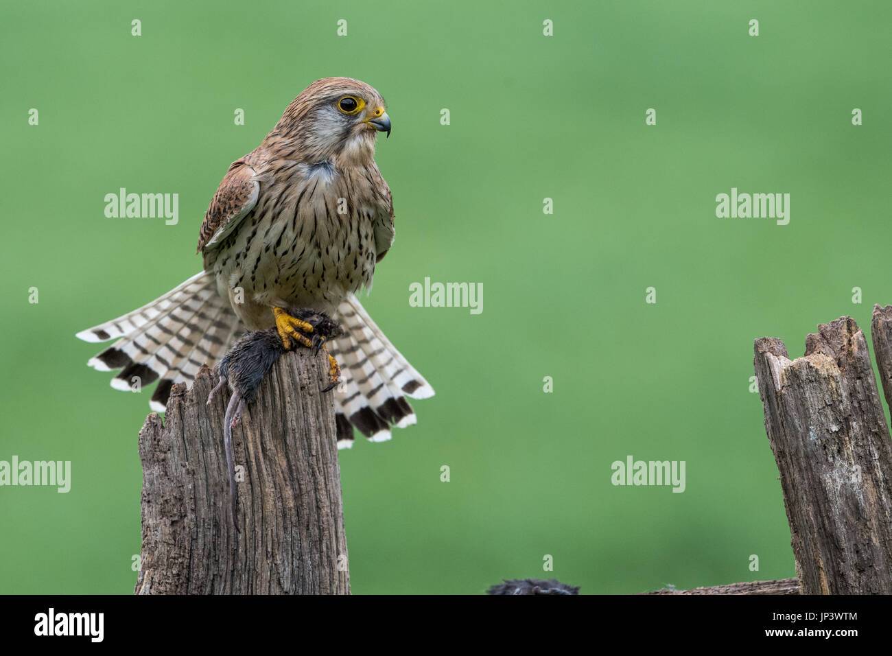 Kestrel tail fan Stock Photo - Alamy