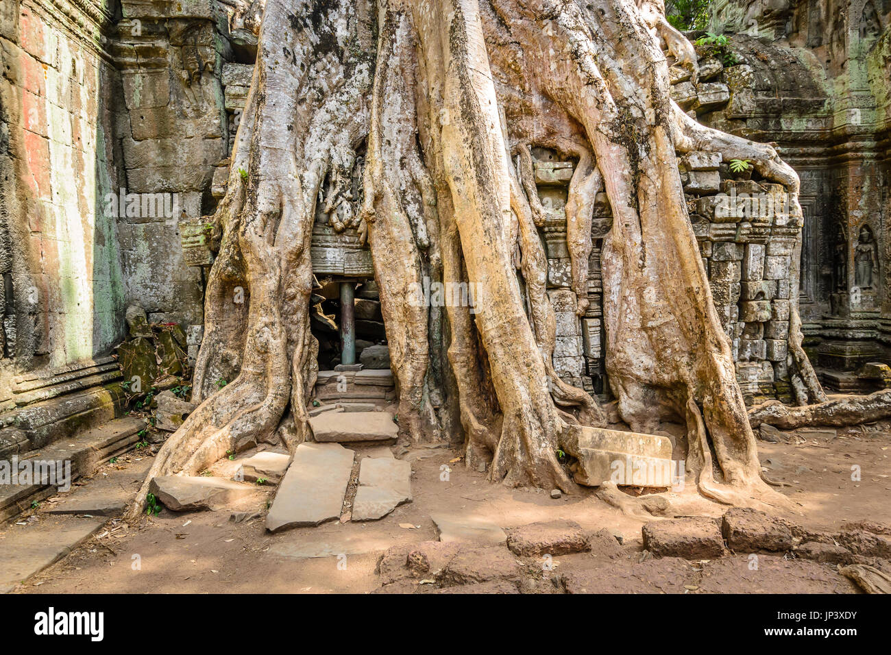An old tree in the ancient Angkor Wat, Siem Reap, Cambodia Stock Photo ...