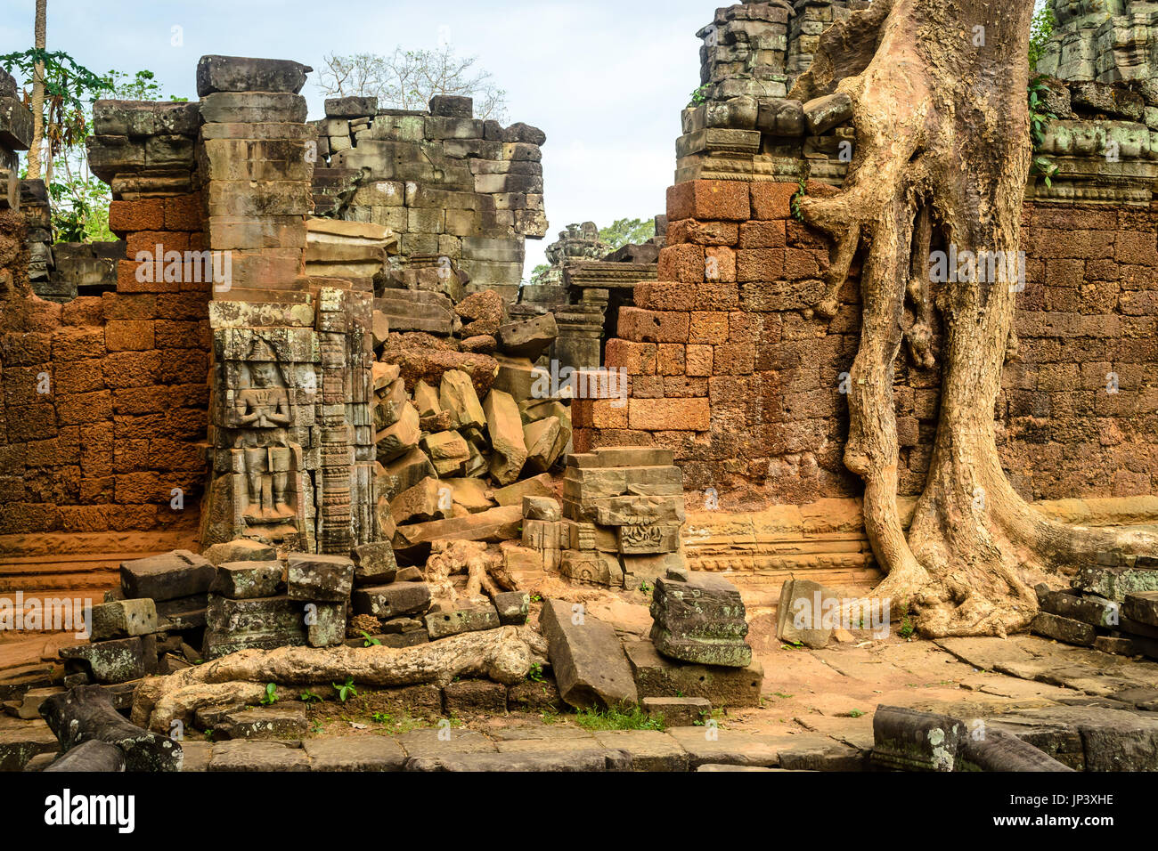 An old tree in the ancient Angkor Wat, Siem Reap, Cambodia Stock Photo ...