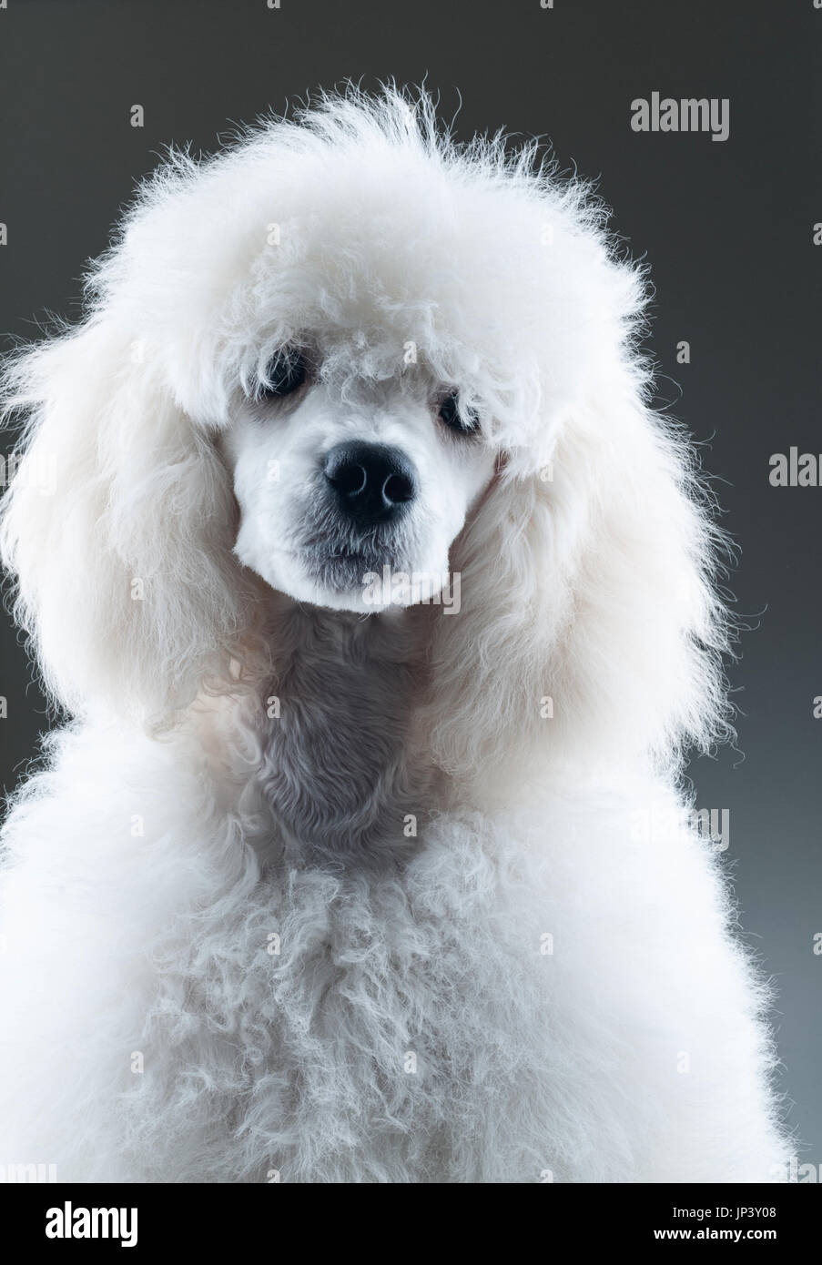 Portrait of the white poodle Stock Photo - Alamy