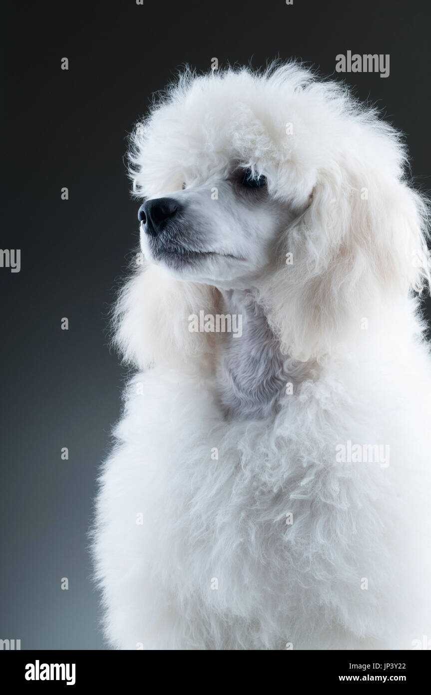 Portrait of the white poodle Stock Photo - Alamy