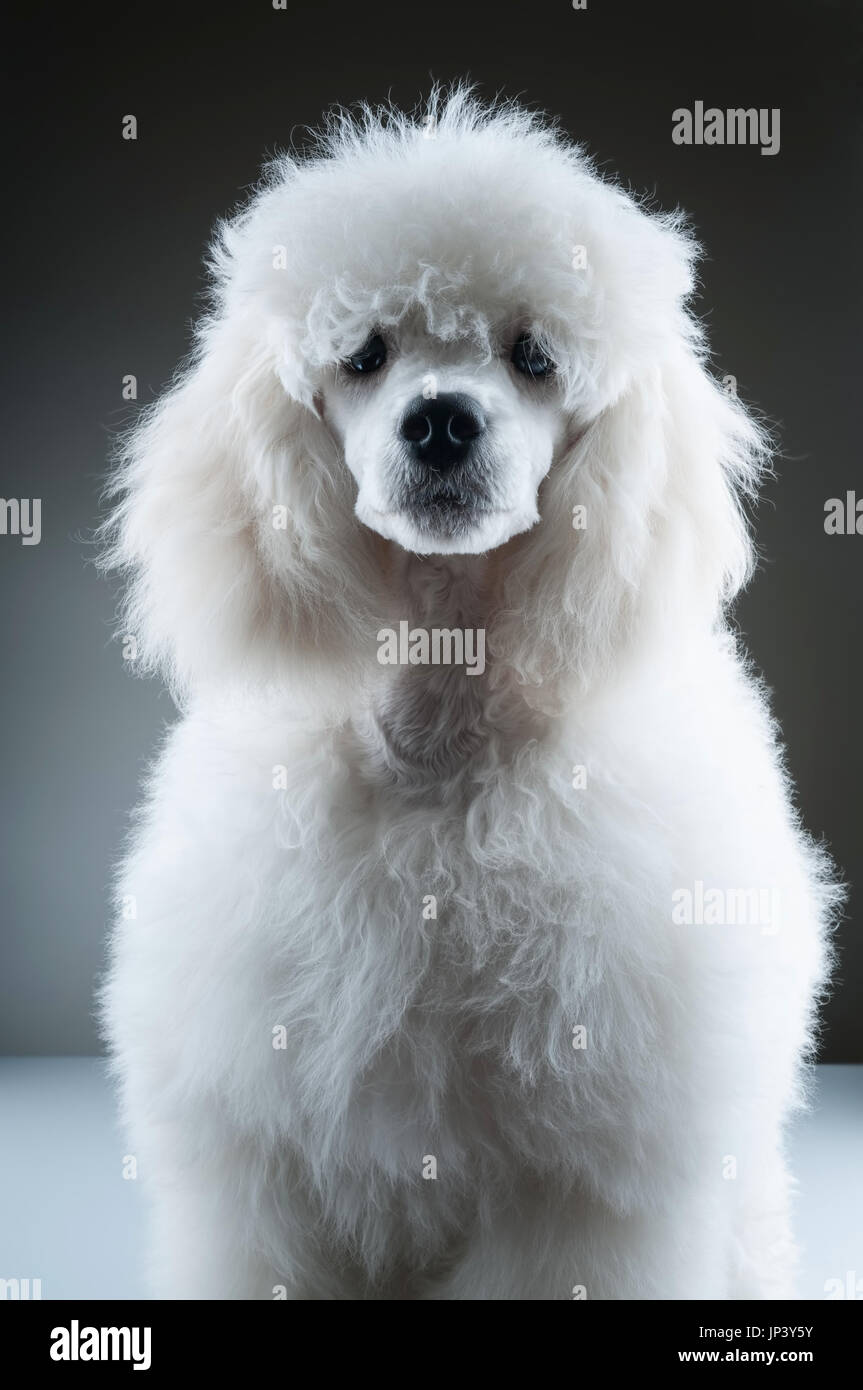 Portrait of the white poodle Stock Photo - Alamy