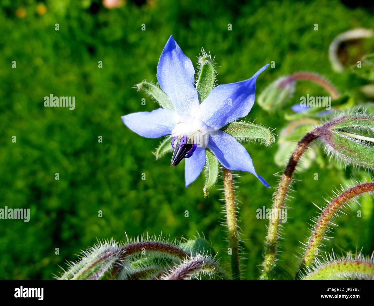 Borage, Borago officinalis, starflower, family Boraginaceae. Vegetable ...