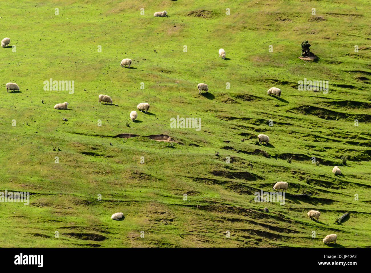 A herd of sheep scattered on a hill in New Zealand. Photo taken from ...