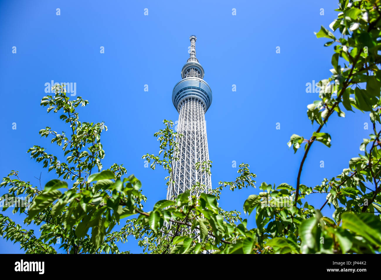 TOKYO, JAPAN - MAY 13: Tokyo Skytree, a famous tower and landmark of ...