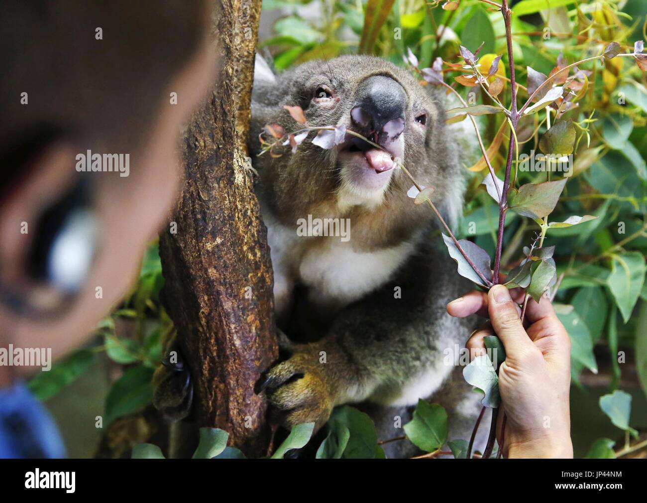 OSAKA, Japan - Miku, Japan's oldest koala, eats eucalyptus leaves from ...