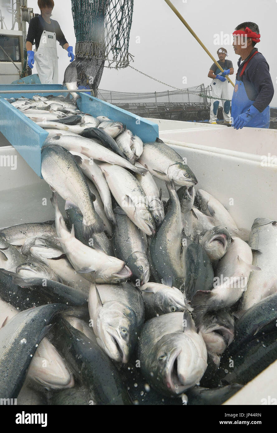 MINAMISANRIKU, Japan - Salmon raised in a fish farm off disaster-hit ...