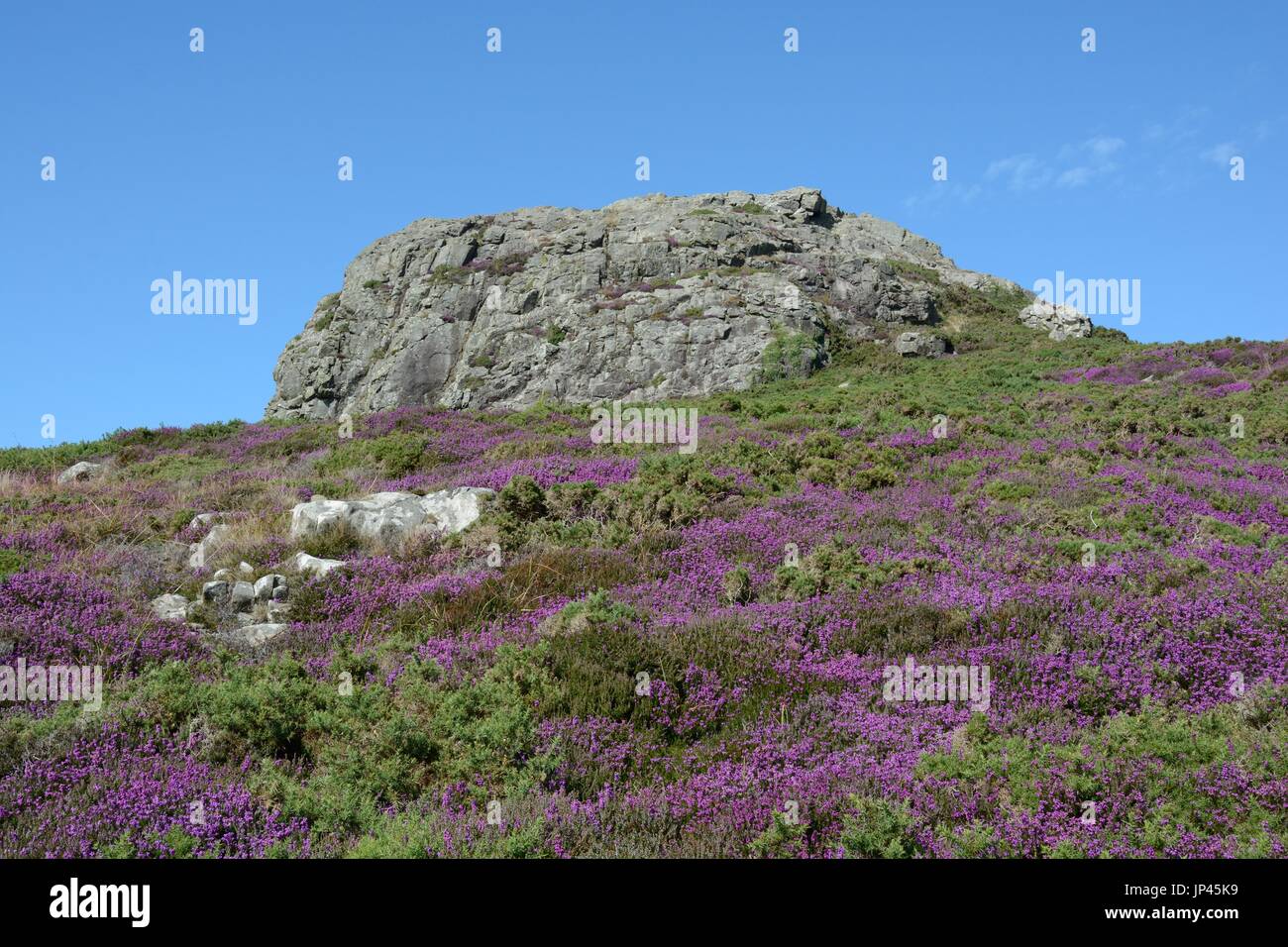 Heather erica hi-res stock photography and images - Alamy