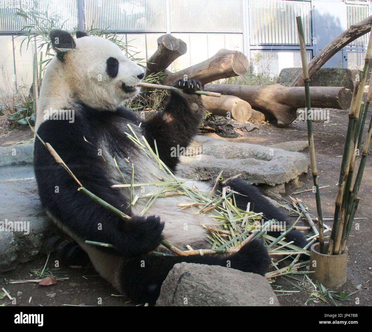 TOKYO, Japan - Female giant panda Shin Shin is put on display again at ...