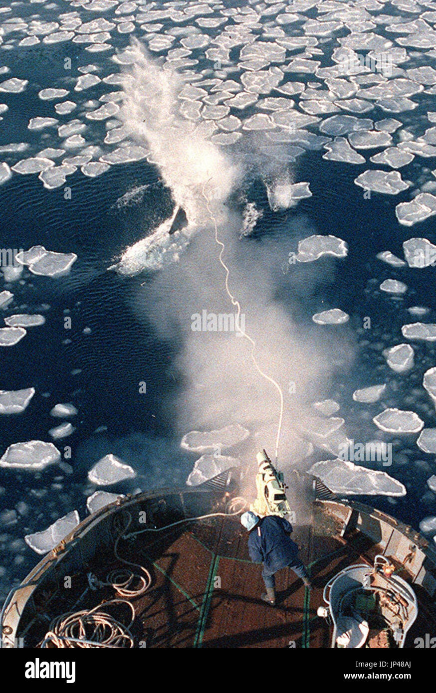 TOKYO, Japan - File photo taken in February 1987 shows whaling by a ...