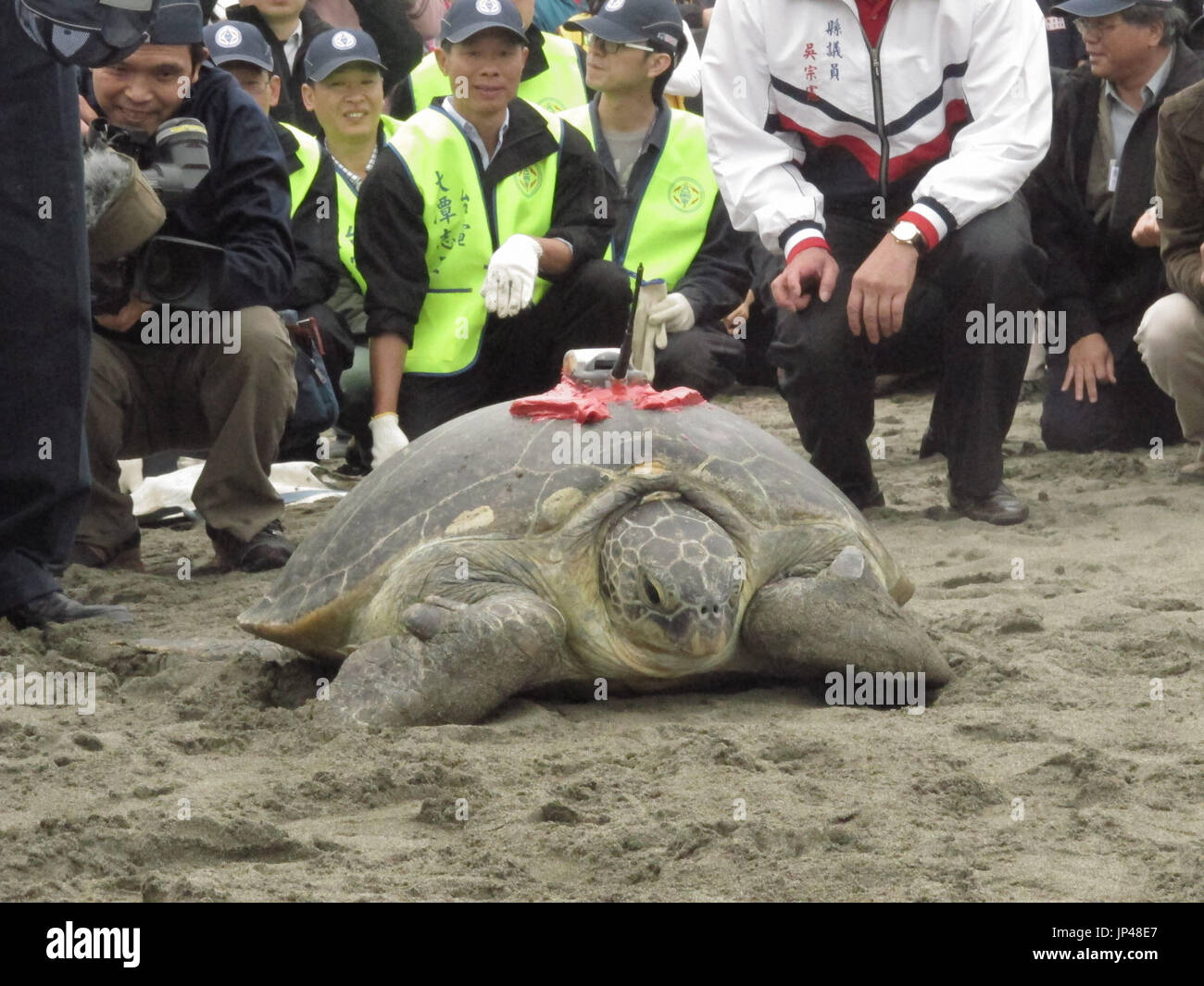TAIPEI, Taiwan - A Japanese green sea turtle, nicknamed "Lady Gaga ...