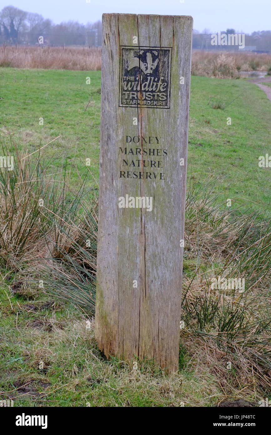Marsh shrew hi-res stock photography and images - Alamy