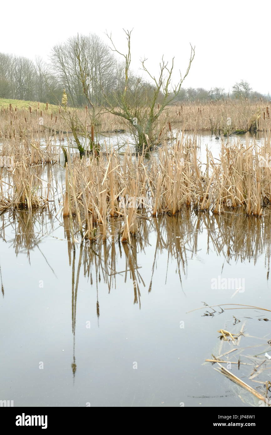 Doxey Marshes Nature Reserve High Resolution Stock Photography and ...