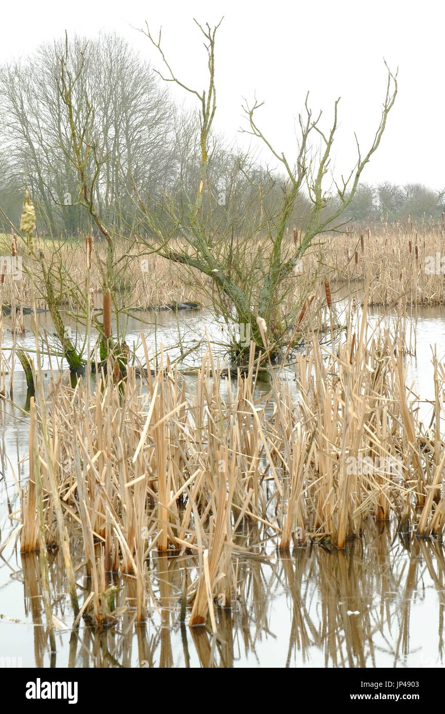 Doxey Marshes Nature Reserve High Resolution Stock Photography and ...
