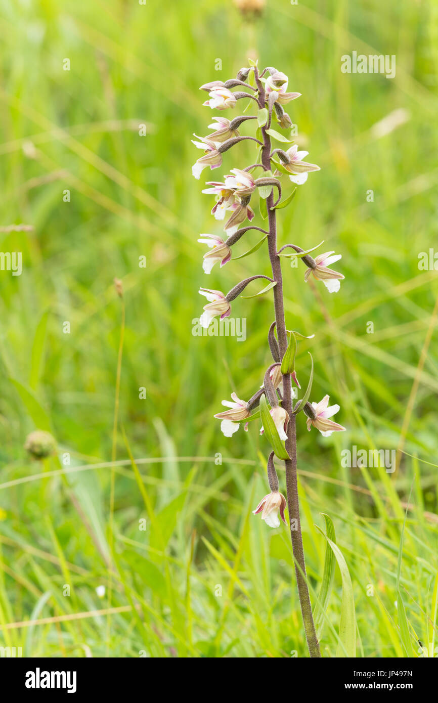 Marsh helleborine epipactis palustris in bloom hi-res stock photography and images - Alamy