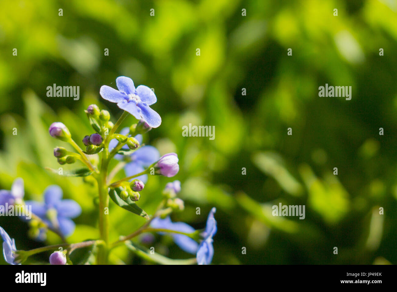 Blue forget-me-not on a green bokeh background Stock Photo - Alamy