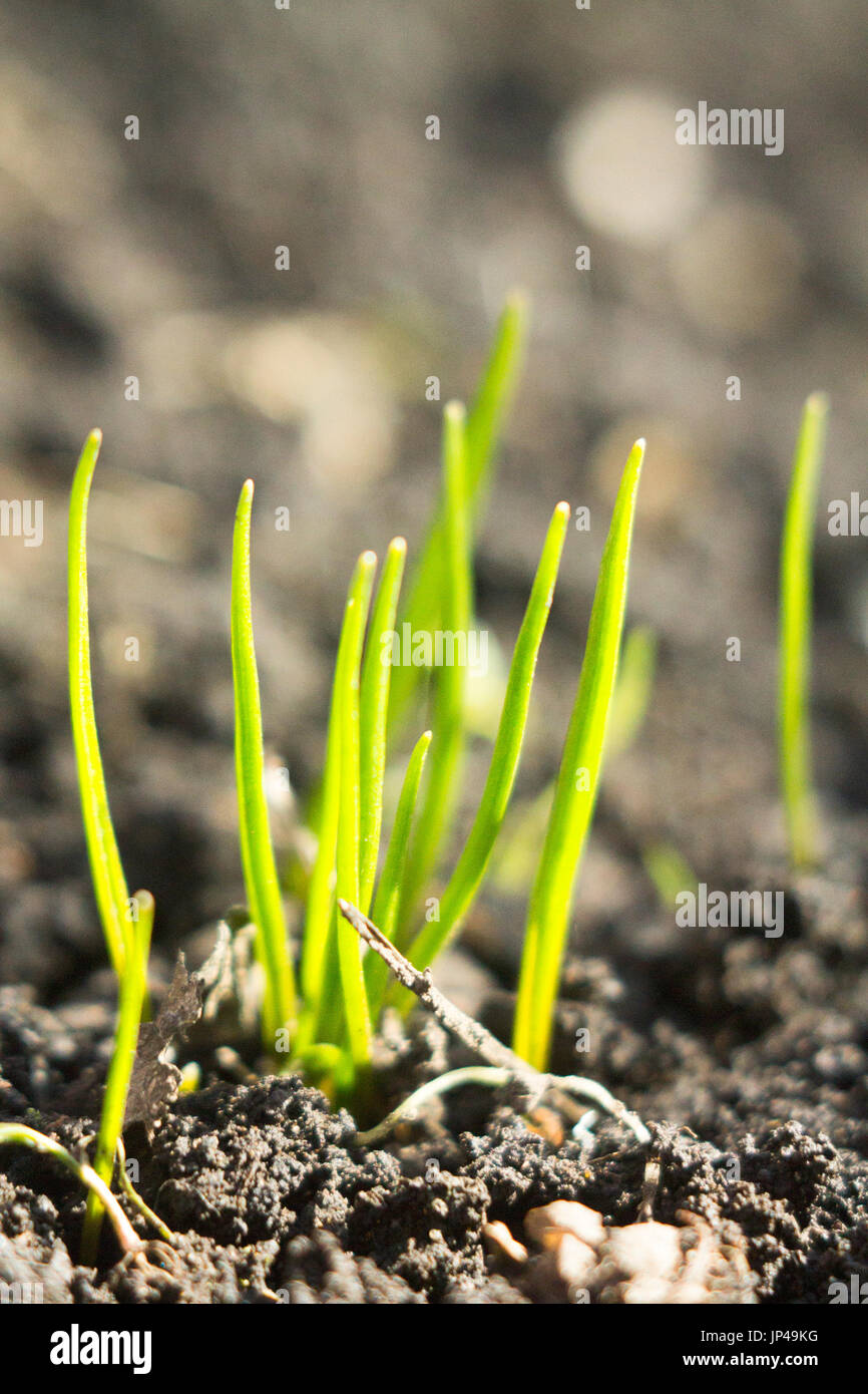 New green sprouts stretch from the soil. Photo to the Earth Day Stock ...