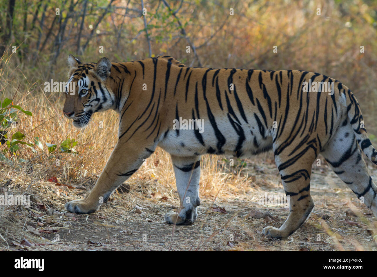 Jay tiger hi-res stock photography and images - Alamy