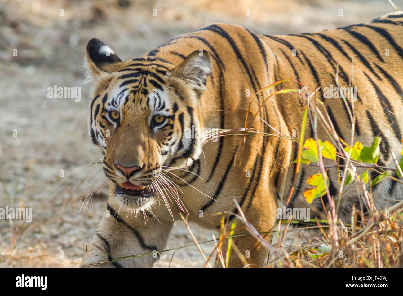 Tiger crossing the road Stock Photo - Alamy