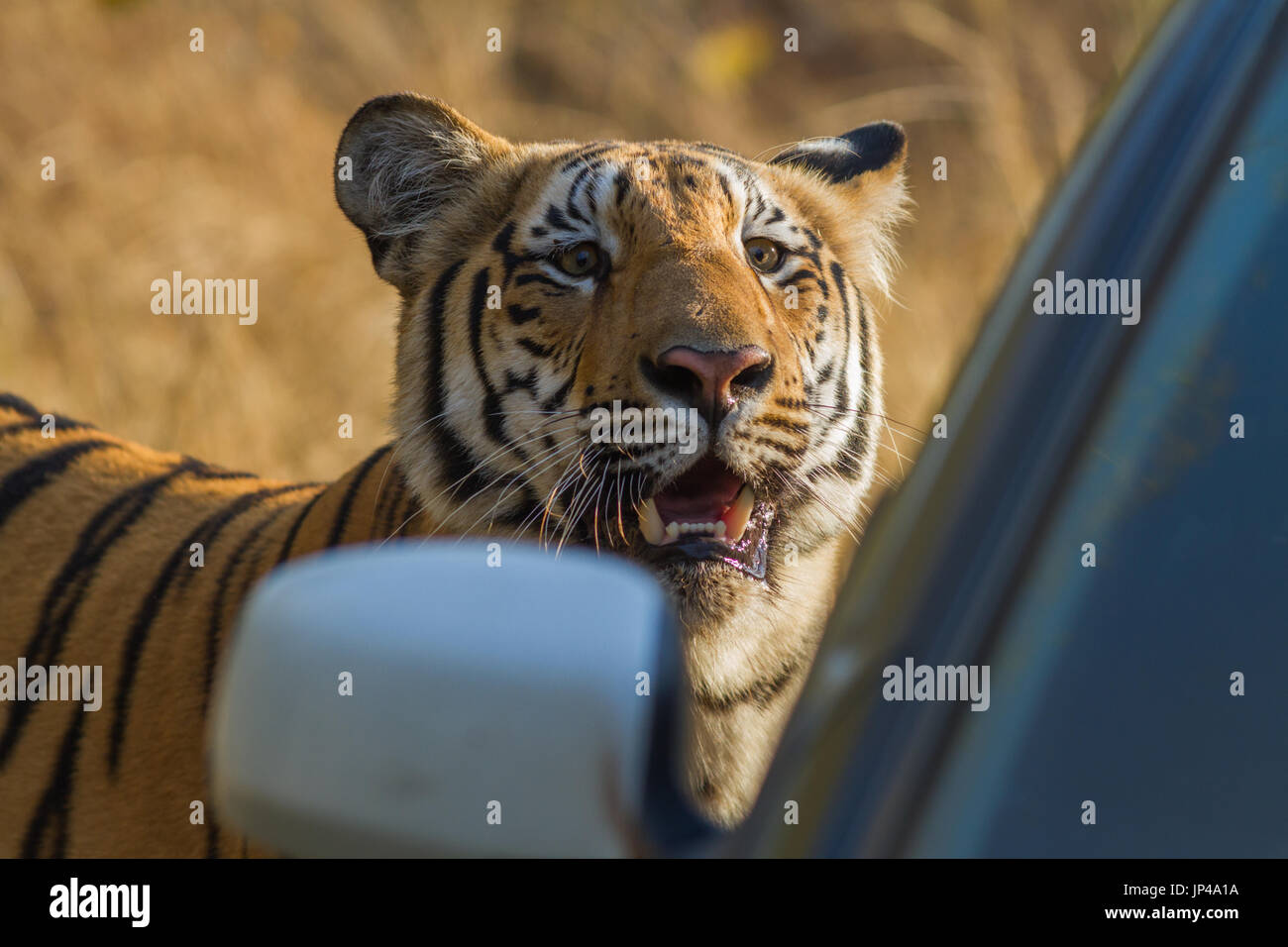 Tiger looking in mirror in Central Indian Forest, India Stock Photo - Alamy