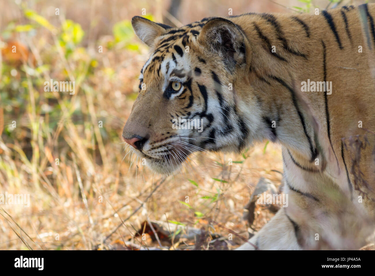 Jay tiger hi-res stock photography and images - Alamy