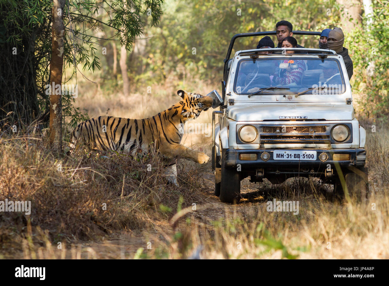Tiger and touristsTiger looks closer at the tourists on Jeep Safari in ...