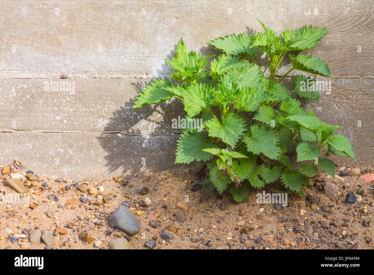 Nettle wall hi-res stock photography and images - Alamy