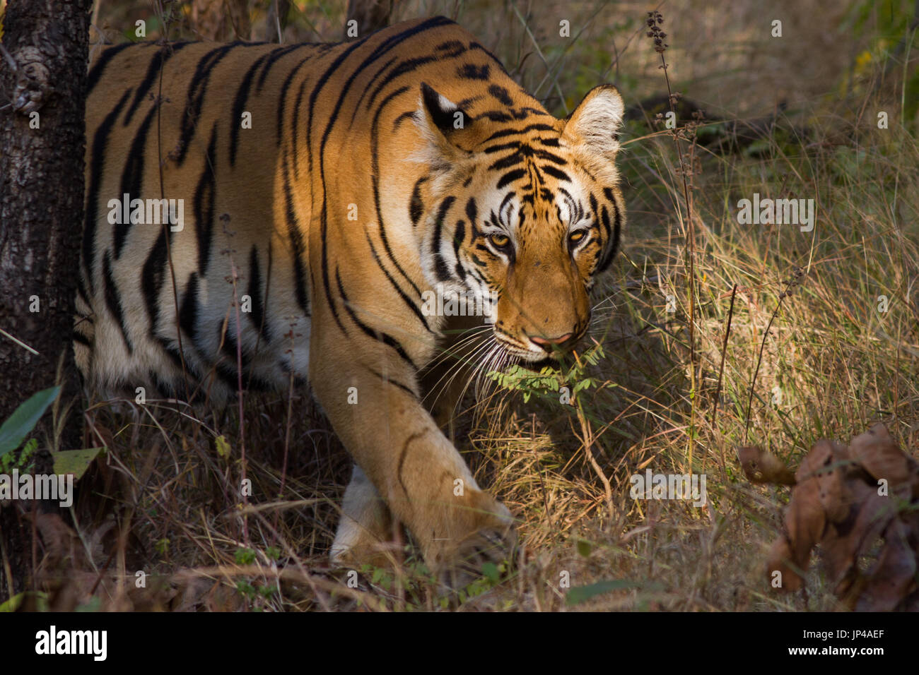 Jay tiger hi-res stock photography and images - Alamy