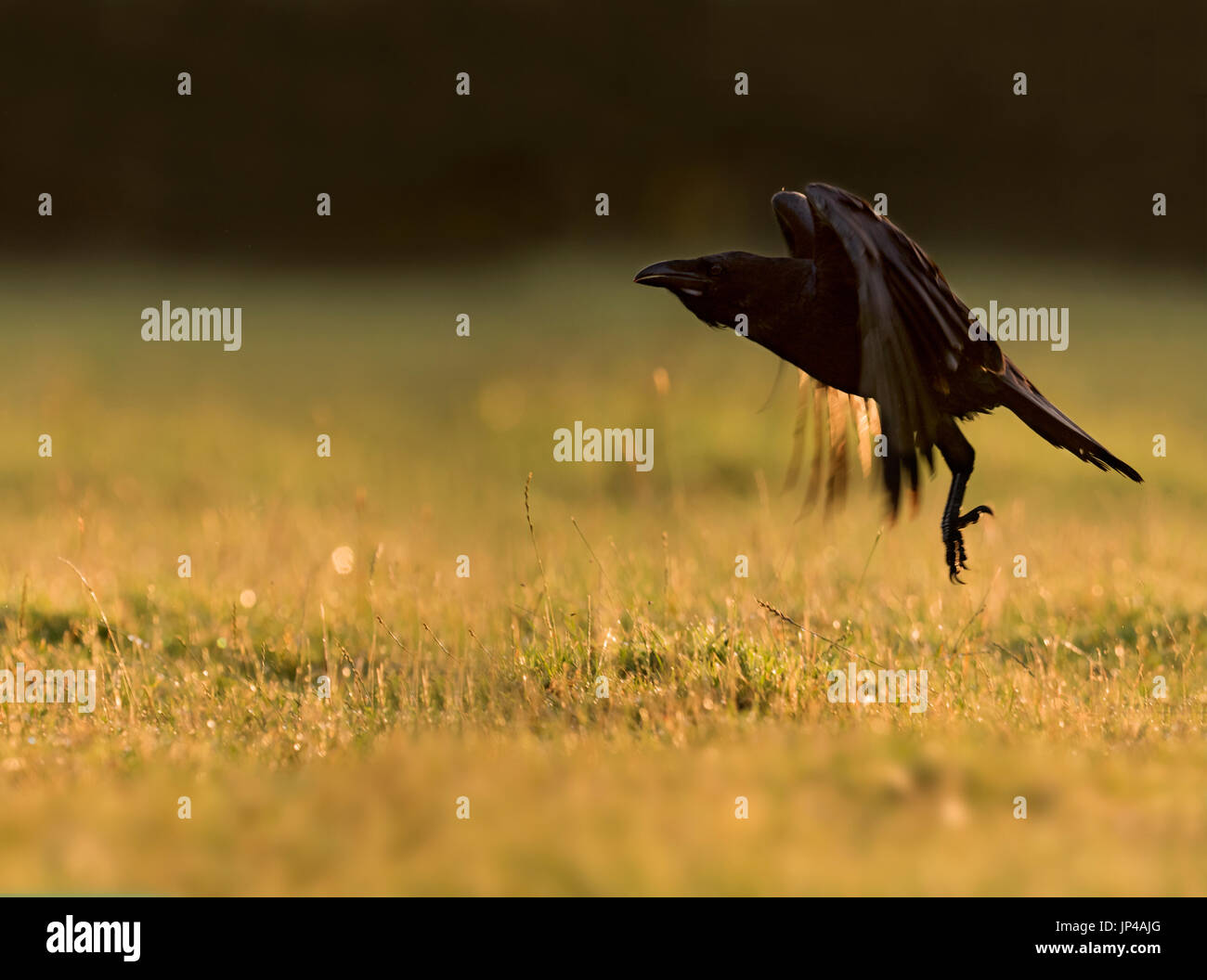 A Raven (Corvus corax) taking off, Warwickshire, UK Stock Photo - Alamy