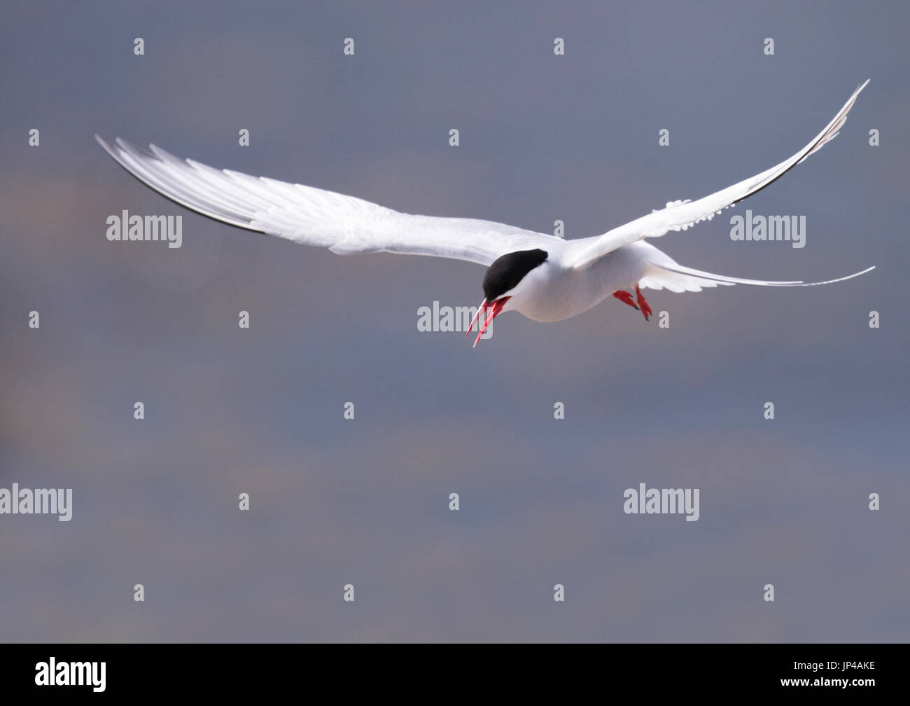 An Arctic Tern (Sterna paradisaea) hovering, Shetland, UK Stock Photo ...